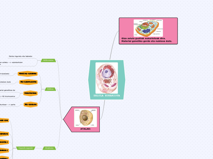ZELULA EUKARIOTA - Mind Map